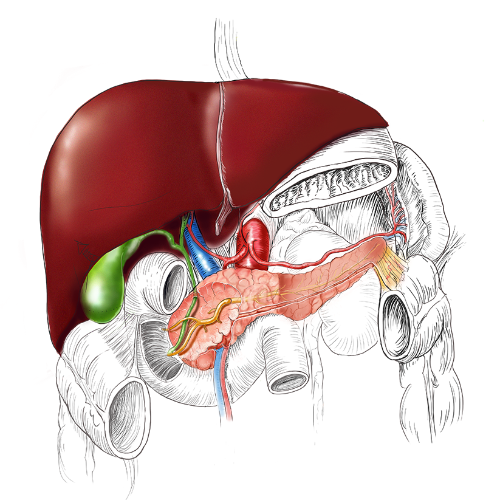 Focus on hepatobiliary and pancreatic (HBP) surgery | WebSurg, the ...