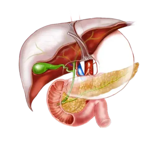 Focus on minimally invasive and robotic hepatobiliary and pancreatic ...