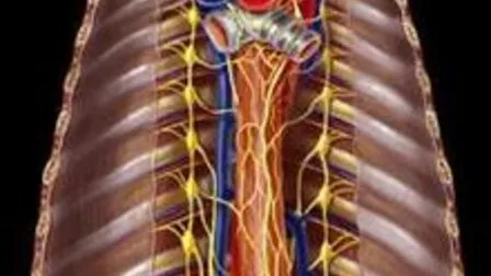 Endoscopic thoracic sympathectomy | WebSurg, the online university of IRCAD